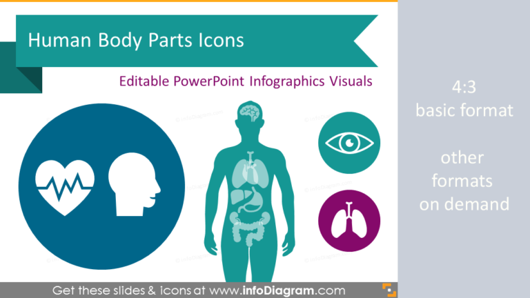 human_body_part_organ_infographics_ppt_icon - Blog - Creative ...